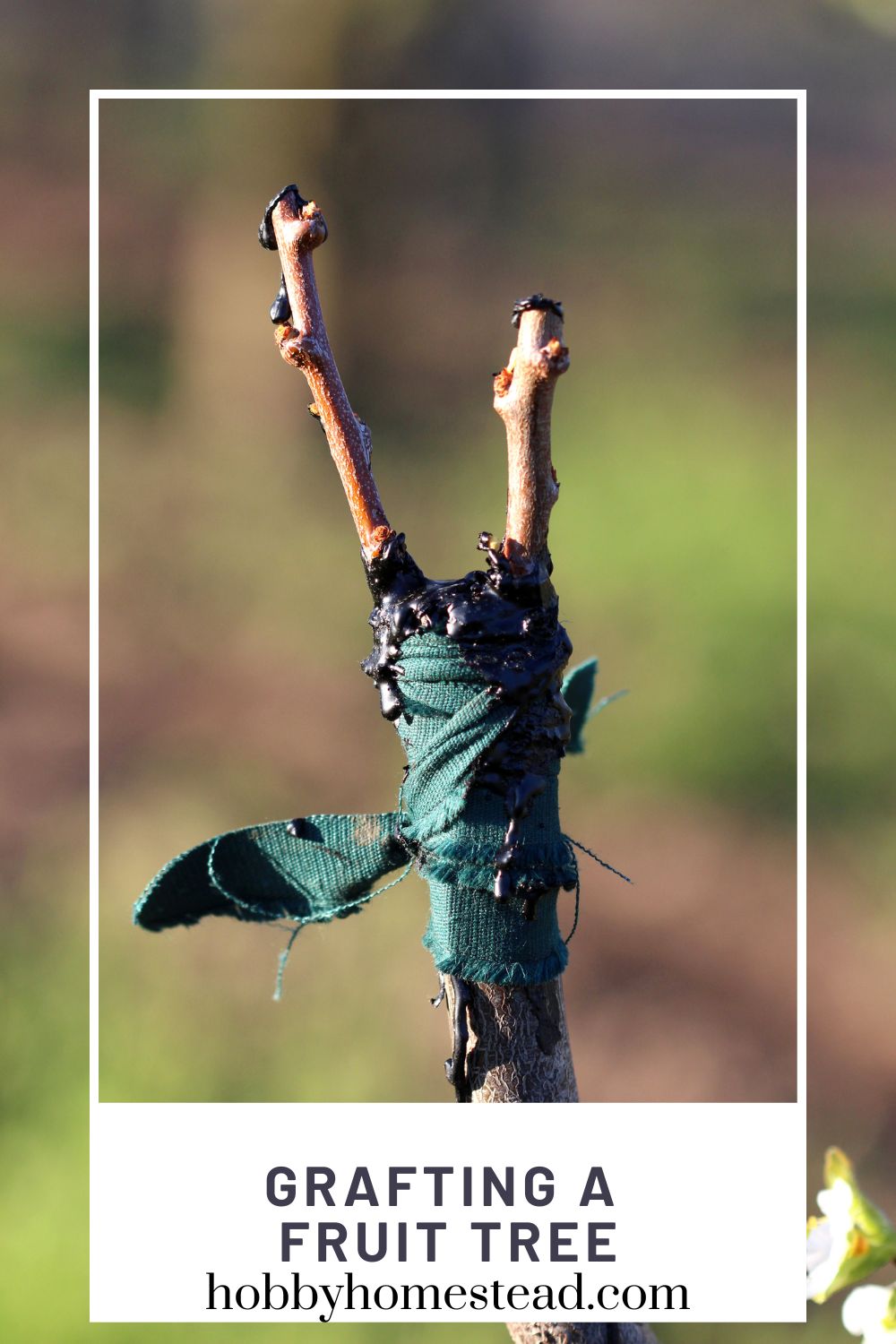 How to Plant and Grow an Apple Tree - Hobby Homestead