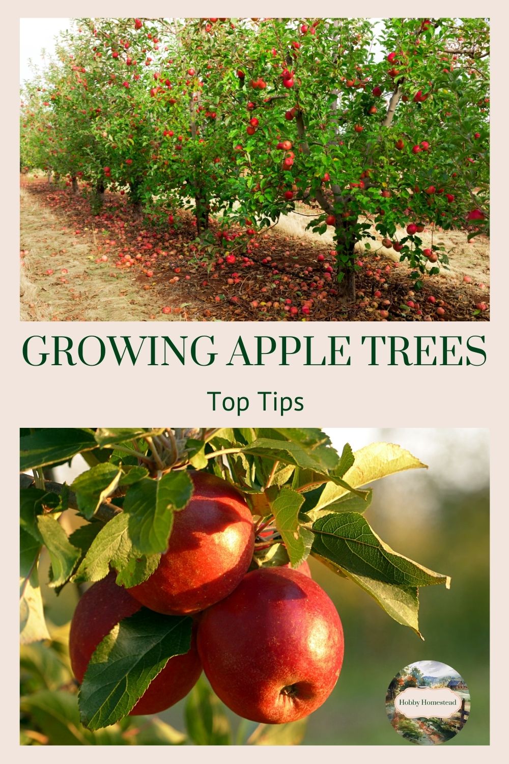 How to Plant and Grow an Apple Tree - Hobby Homestead