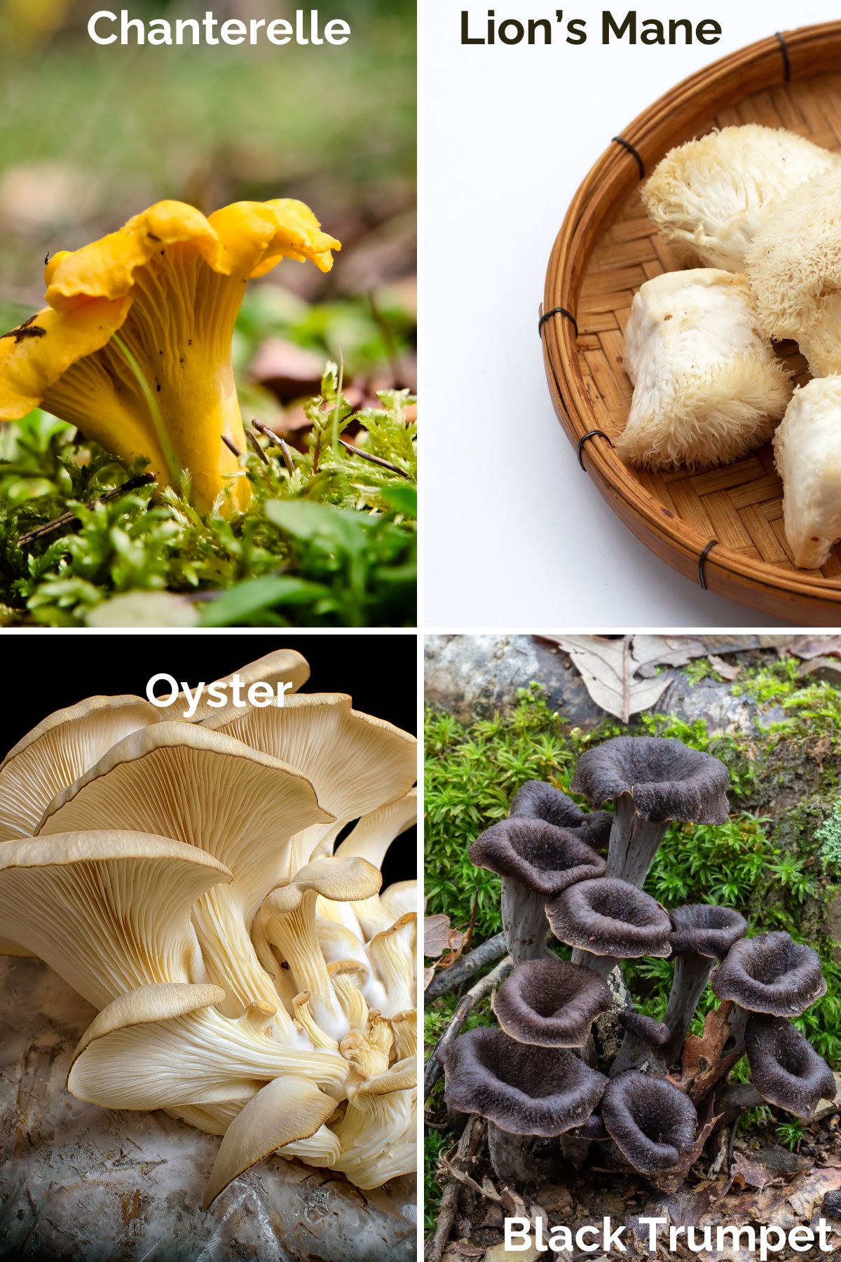 17 Types of Mushrooms: How to Choose and Cook - Hobby Homestead