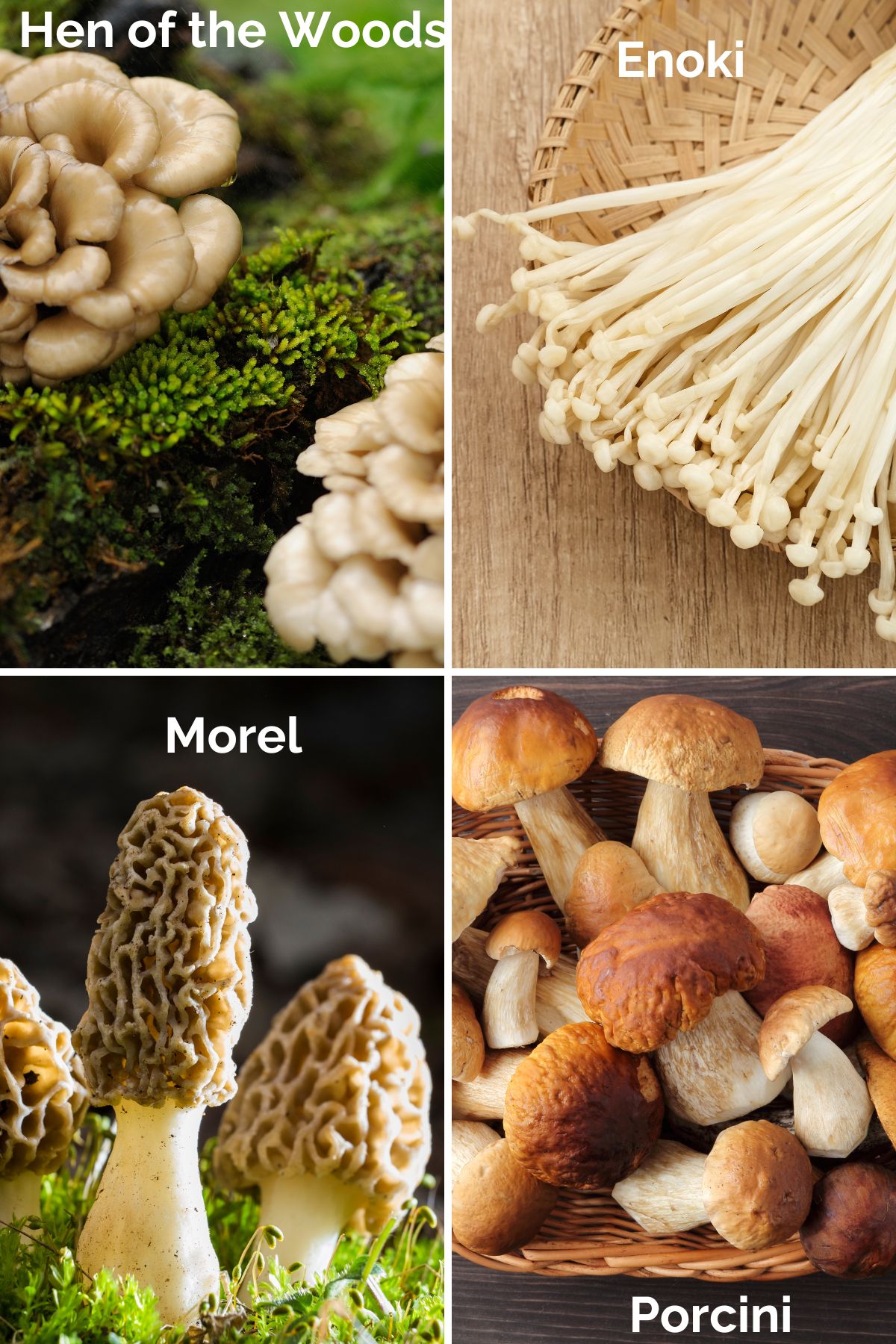 17 Types of Mushrooms: How to Choose and Cook - Hobby Homestead