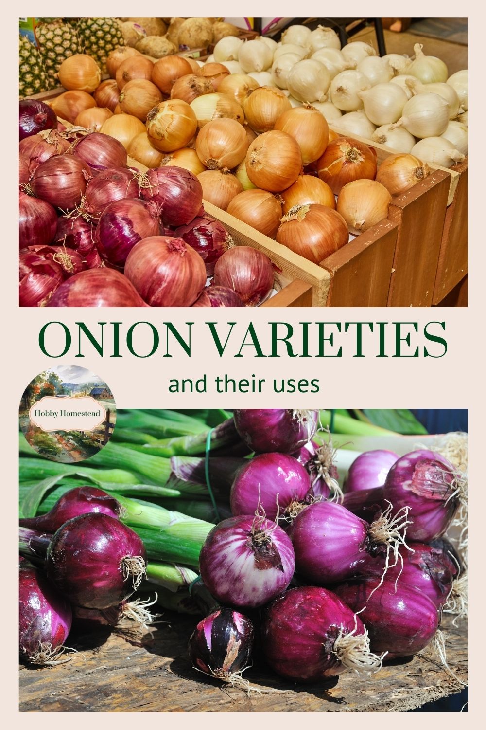 Your Guide to 9 Different Onion Varieties and Their Uses - Hobby Homestead