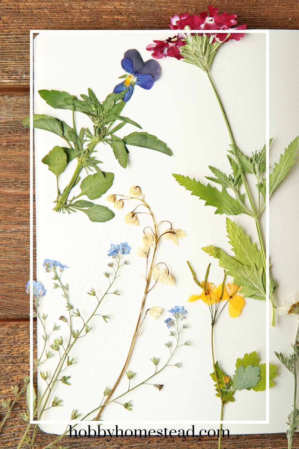 How to Press Flowers for Beginners: The Ultimate Guide - Hobby Homestead