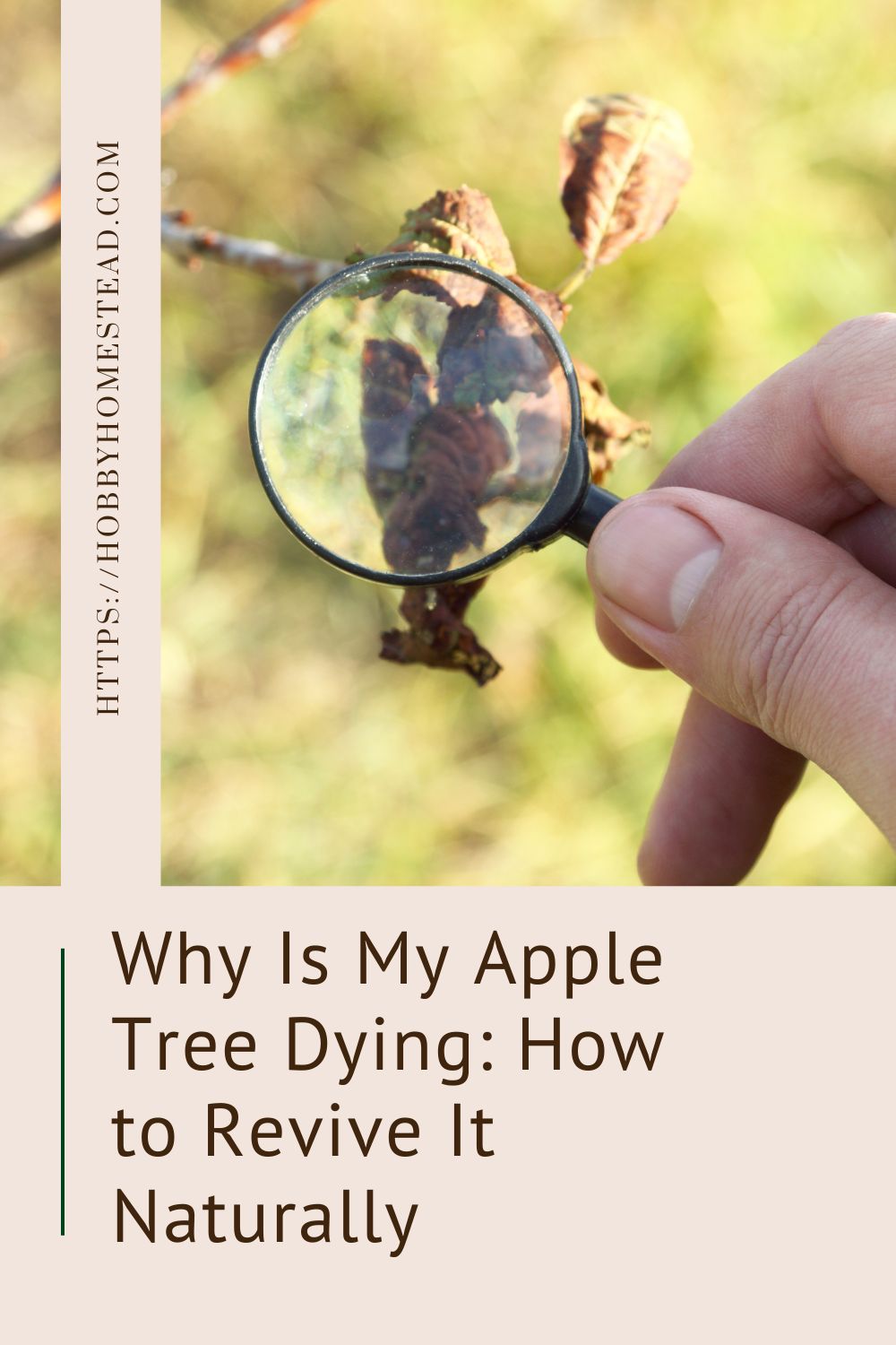 Why Is My Apple Tree Dying: How to Revive It Naturally - Hobby Homestead