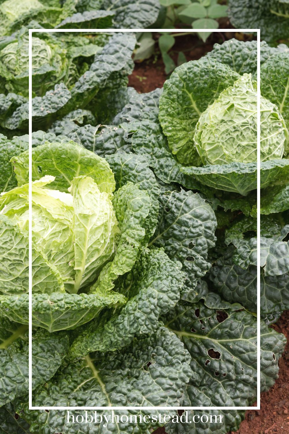 Quick-Harvest Vegetables to Try for Fall in the Midwest - Hobby Homestead