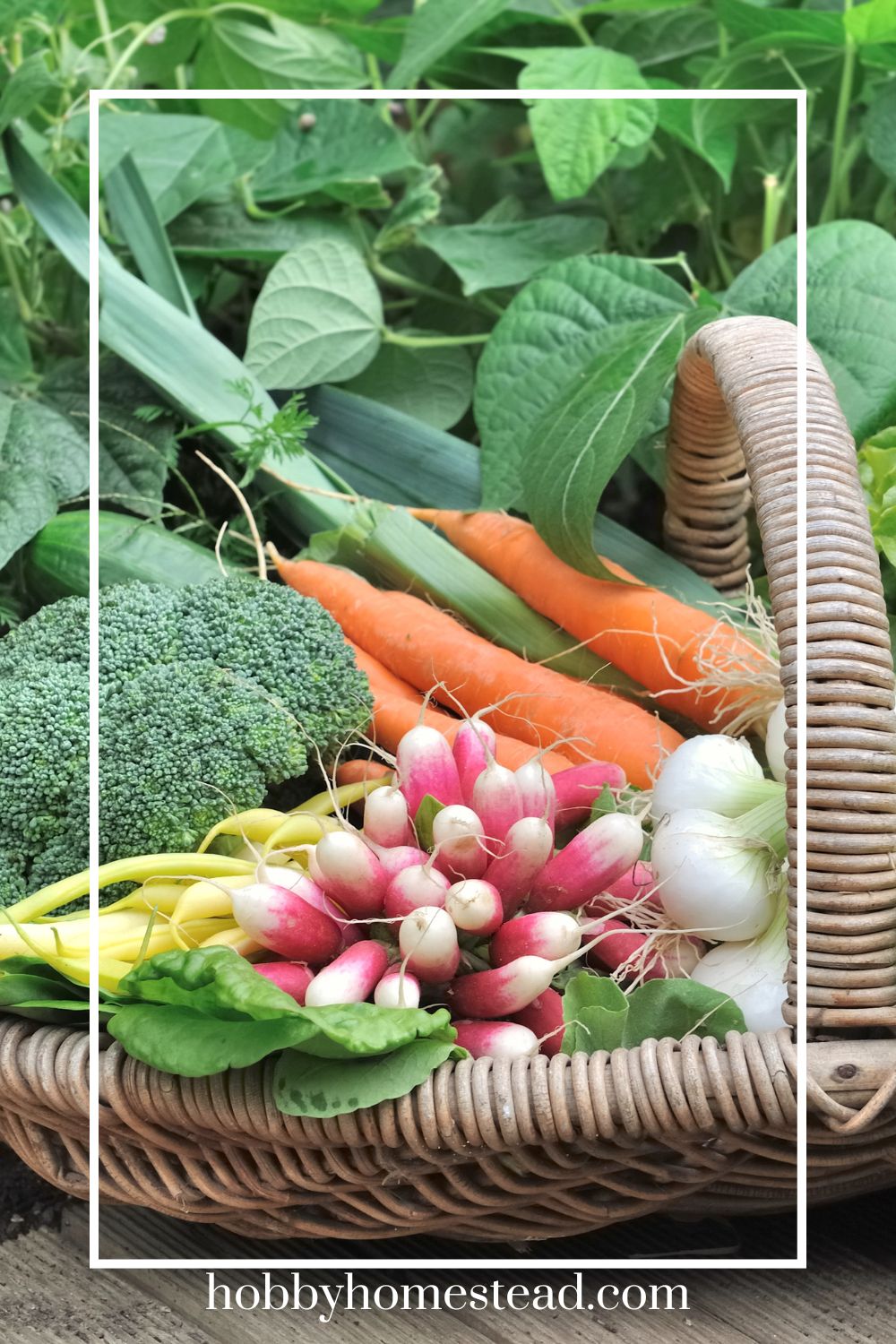 Quick-Harvest Vegetables to Try for Fall in the Midwest - Hobby Homestead