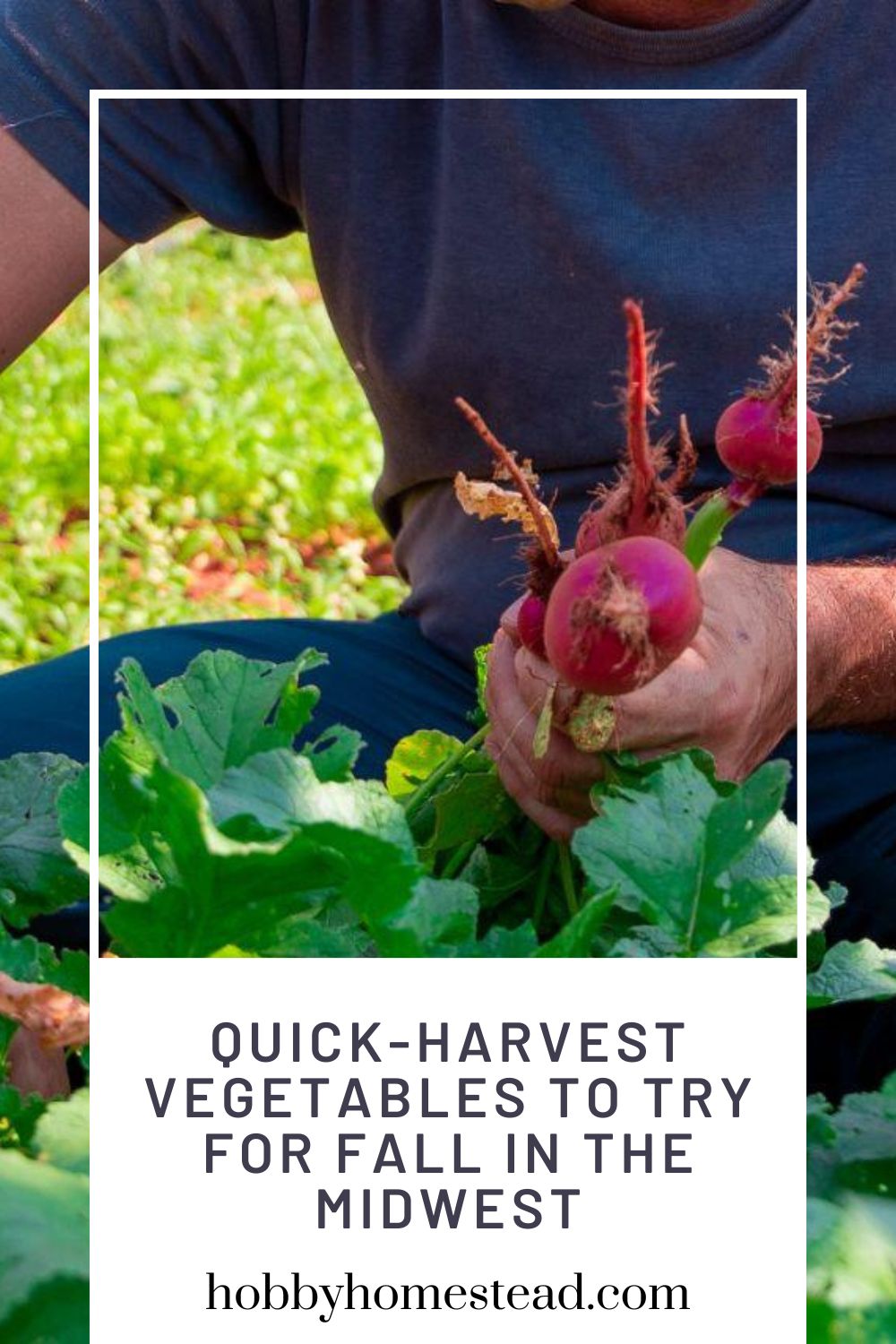Quick-Harvest Vegetables to Try for Fall in the Midwest - Hobby Homestead