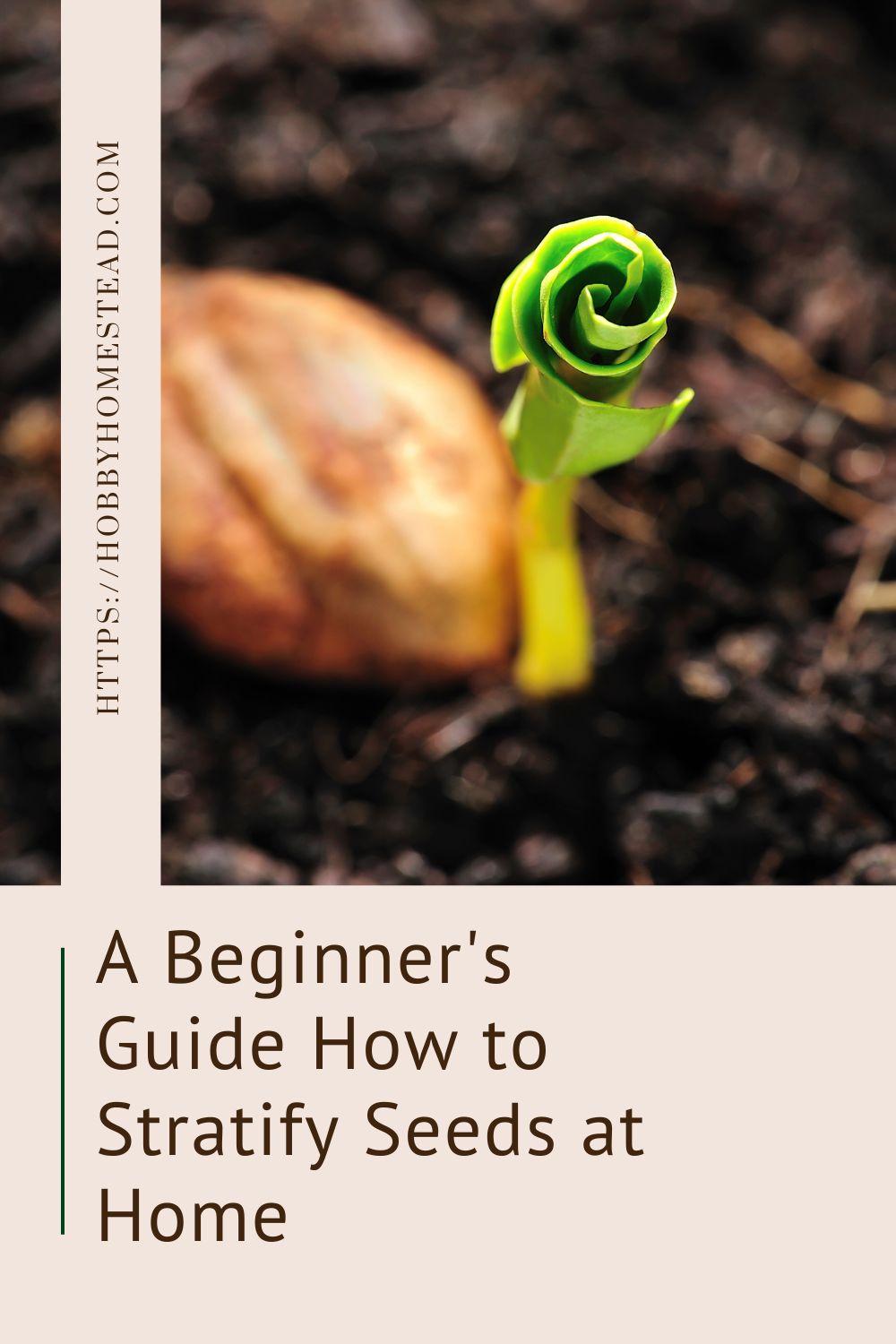 A Beginner's Guide How to Stratify Seeds at Home - Hobby Homestead