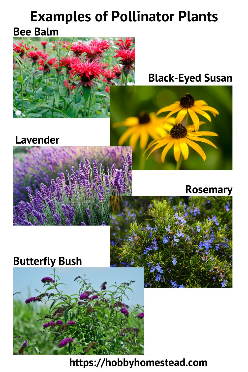 Top Pollinator Plants for a Thriving Vegetable Garden - Hobby Homestead