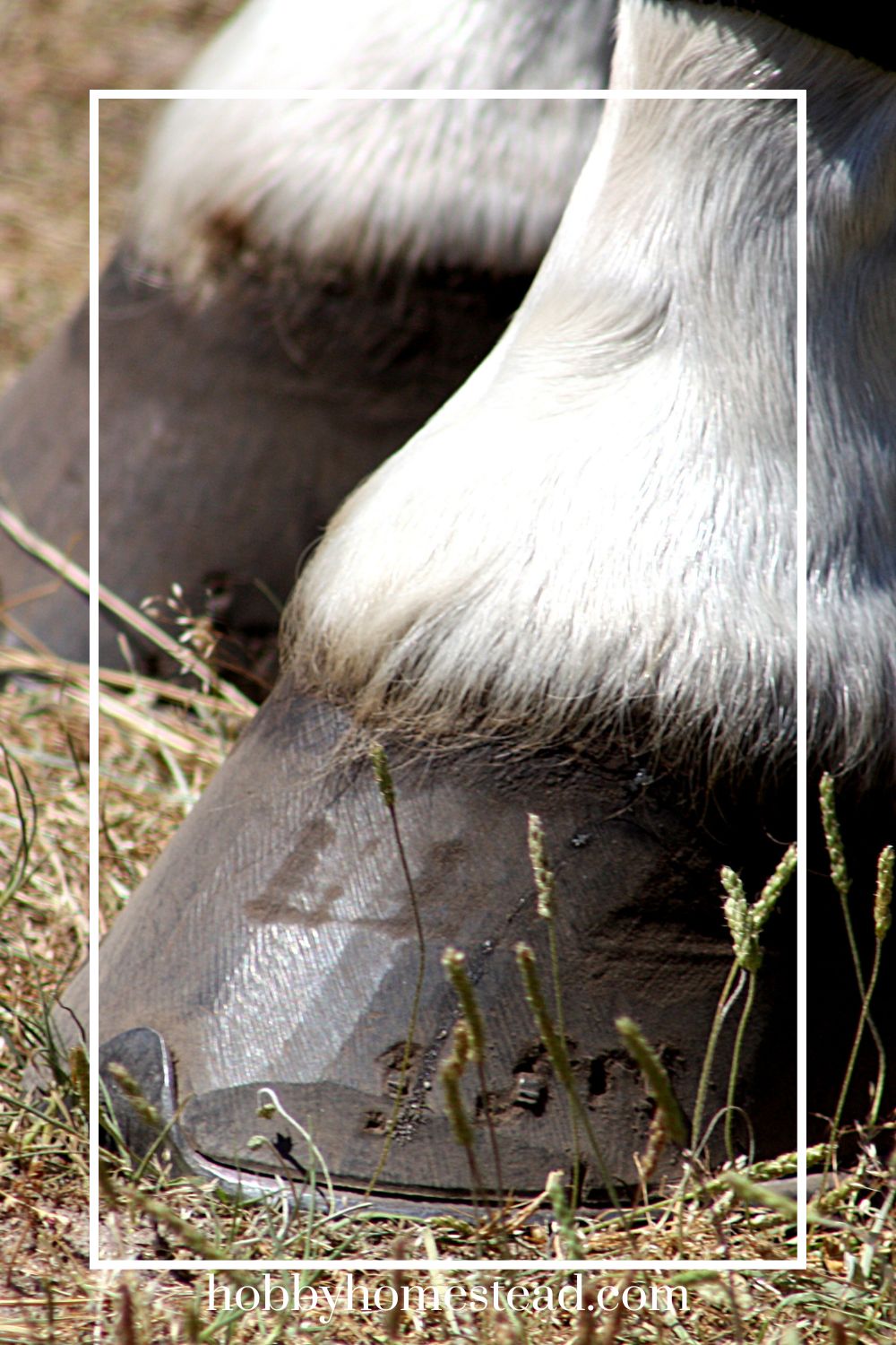 Effective Ways to Treat and Prevent Thrush in Equines - Hobby Homestead