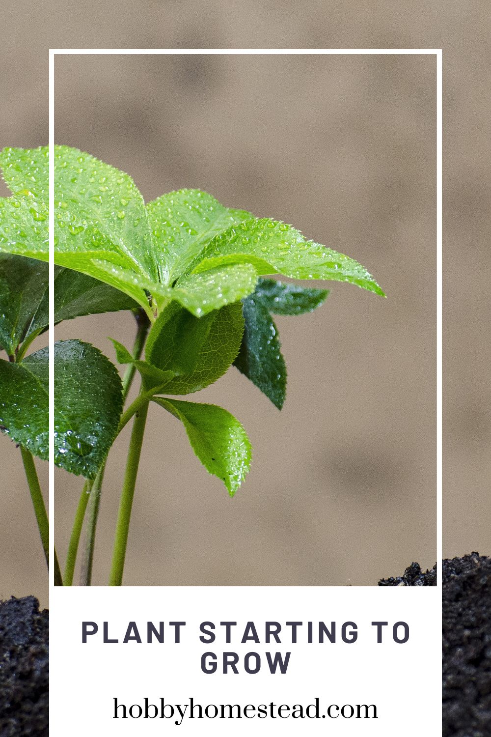 A Beginner's Guide How to Stratify Seeds at Home - Hobby Homestead