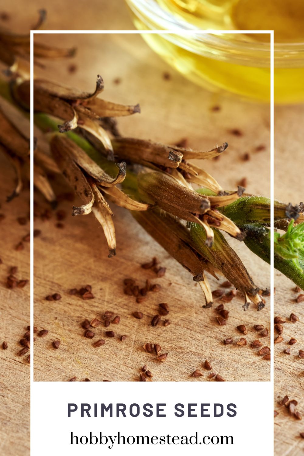 A Beginner's Guide How to Stratify Seeds at Home - Hobby Homestead