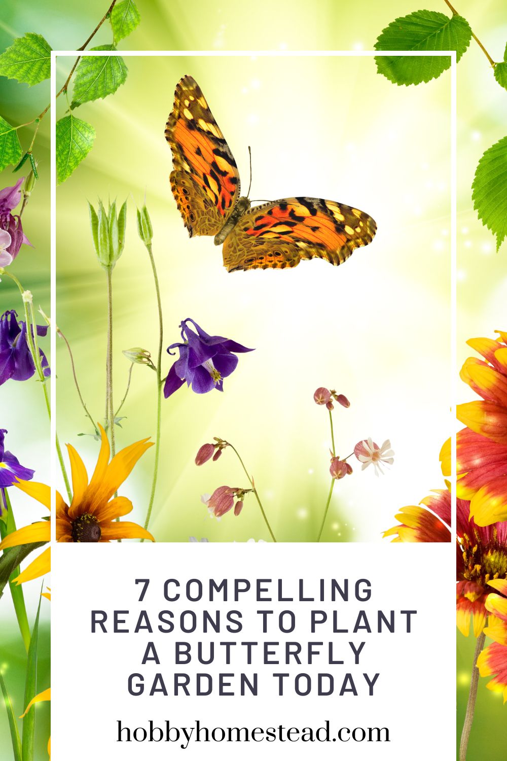 7 Compelling Reasons to Plant a Butterfly Garden Today - Hobby Homestead