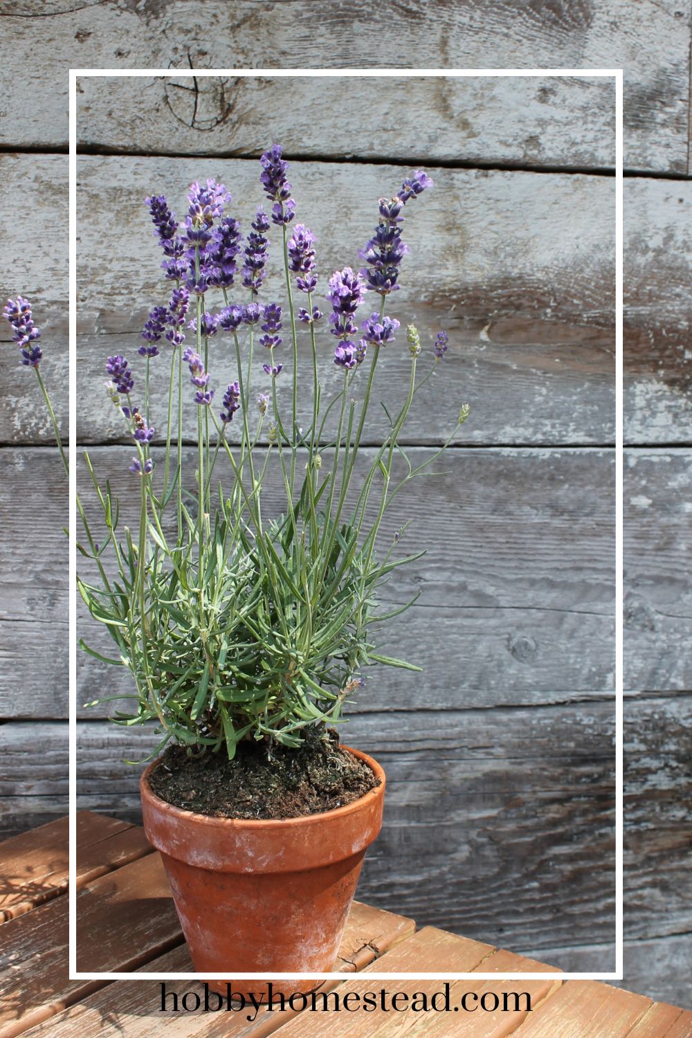 Growing Lavender from Seed to Sprout: A Beginners Guide - Hobby Homestead