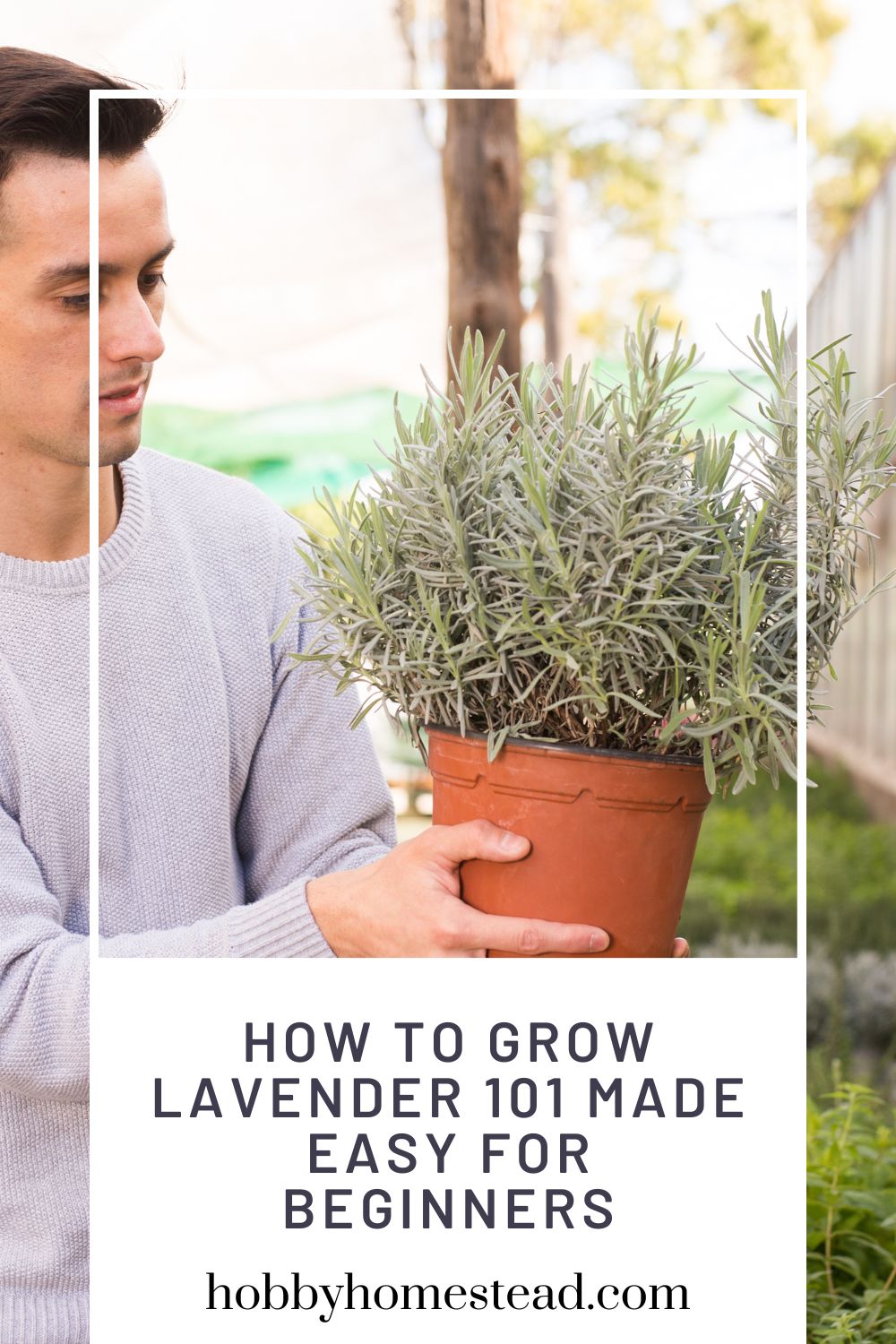 How to Grow Lavender 101 Made Easy for Beginners - Hobby Homestead