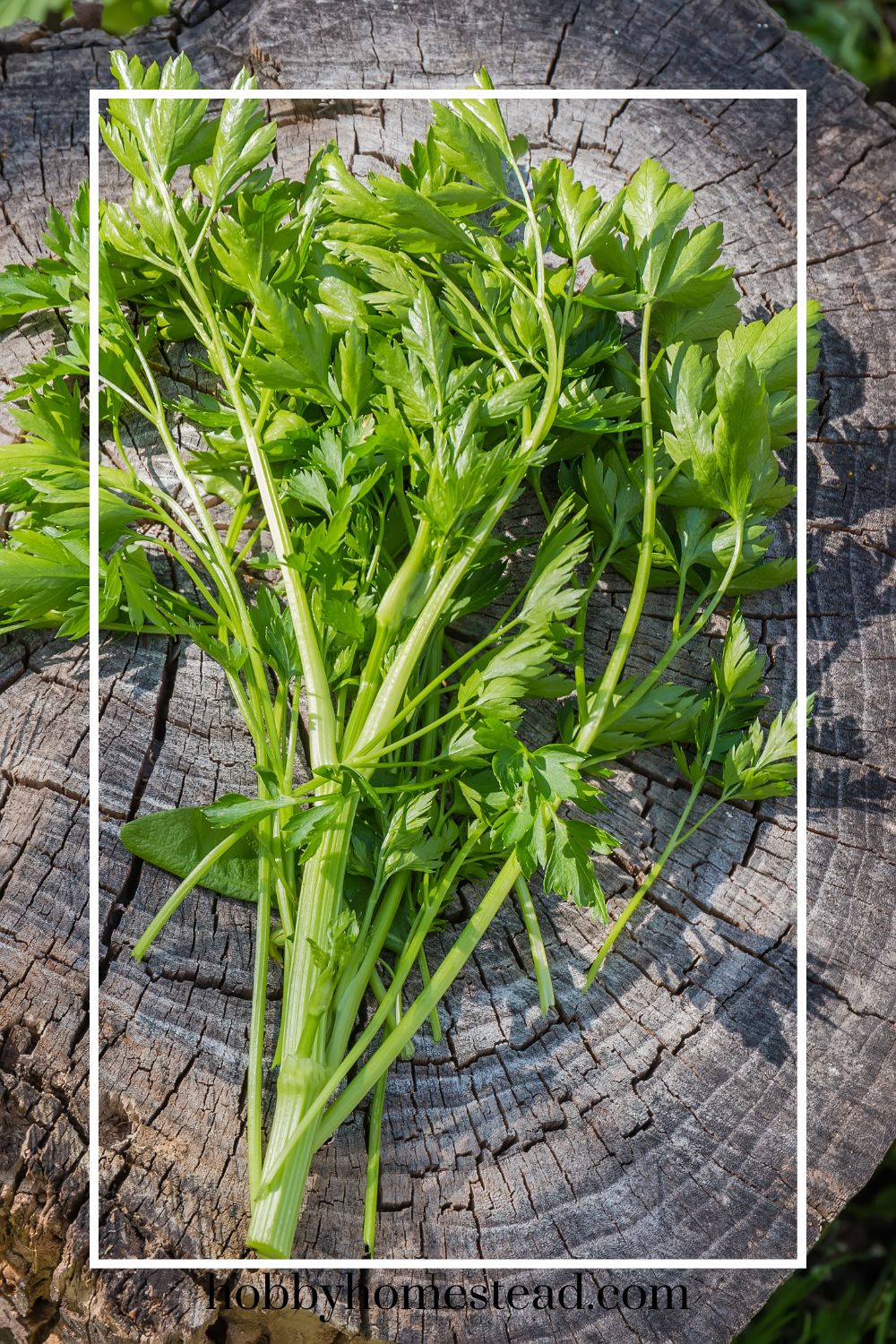 How to Dry Parsley at Home: 3 Foolproof Methods - Hobby Homestead