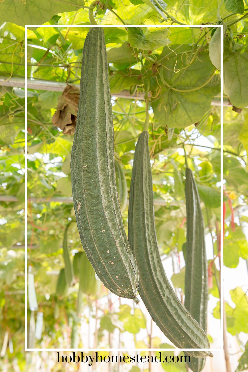 It's Easy to Grow Your Own Loofah Sponges from Gourds - Hobby Homestead