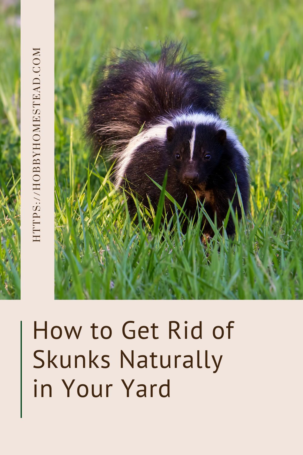How to Get Rid of Skunks Naturally in Your Yard - Hobby Homestead