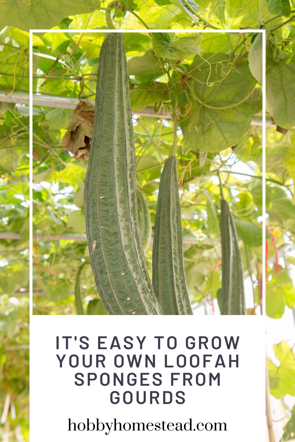 It's Easy to Grow Your Own Loofah Sponges from Gourds - Hobby Homestead