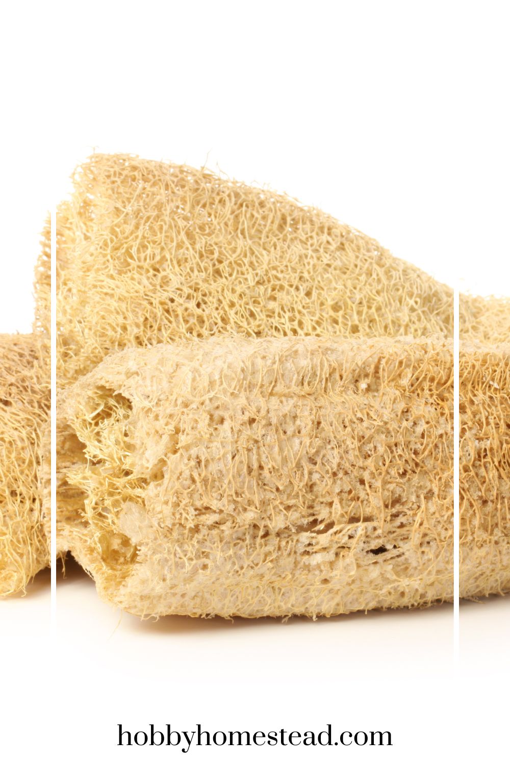 It's Easy to Grow Your Own Loofah Sponges from Gourds - Hobby Homestead