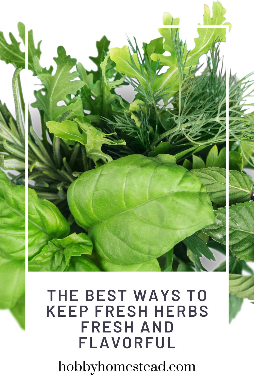 The Best Ways to Keep Fresh Herbs Fresh and Flavorful - Hobby Homestead