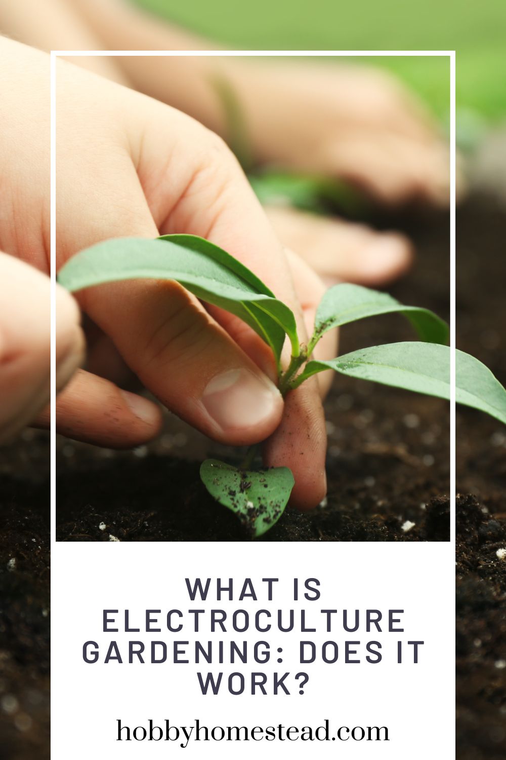 What is Electroculture Gardening: Does it Work? - Hobby Homestead