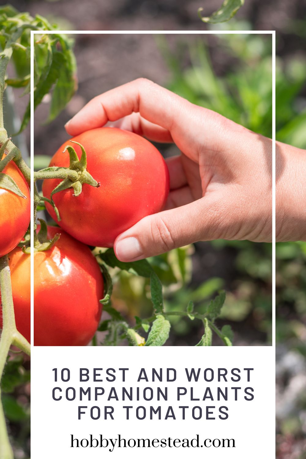 10 Best and Worst Companion Plants for Tomatoes - Hobby Homestead