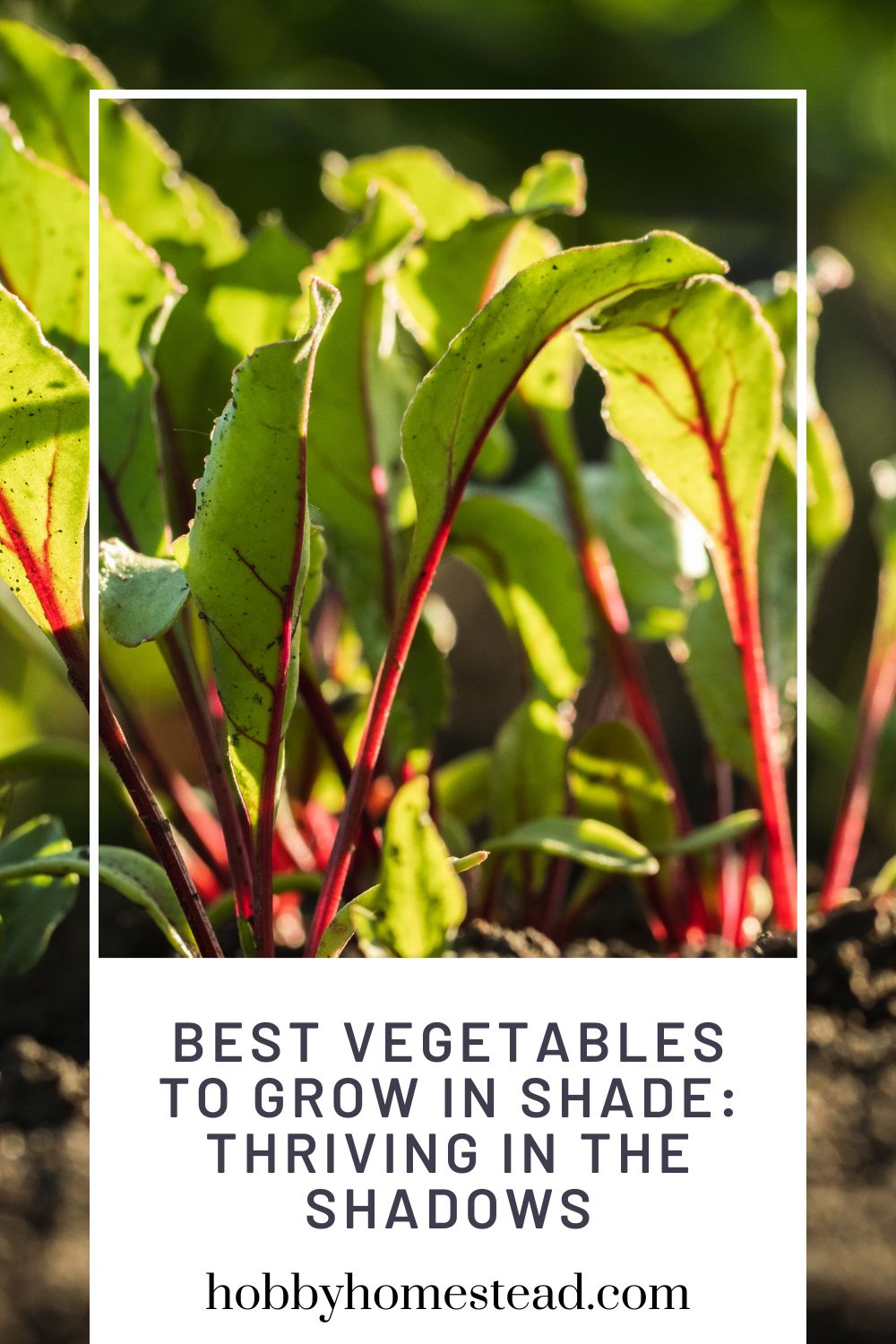 Best Vegetables to Grow in Shade: Thriving in the Shadows - Hobby Homestead