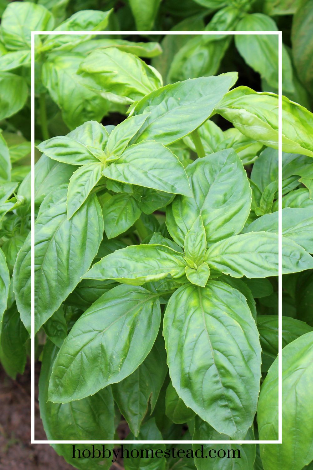 How to Grow Basil: Seeds, Cuttings, Indoors & Outdoors - Hobby Homestead