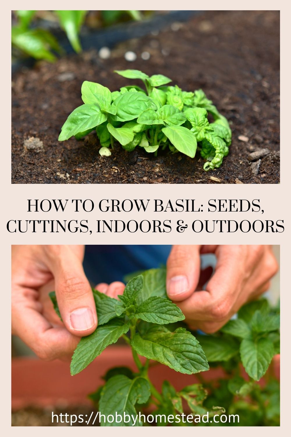 How to Grow Basil: Seeds, Cuttings, Indoors & Outdoors - Hobby Homestead