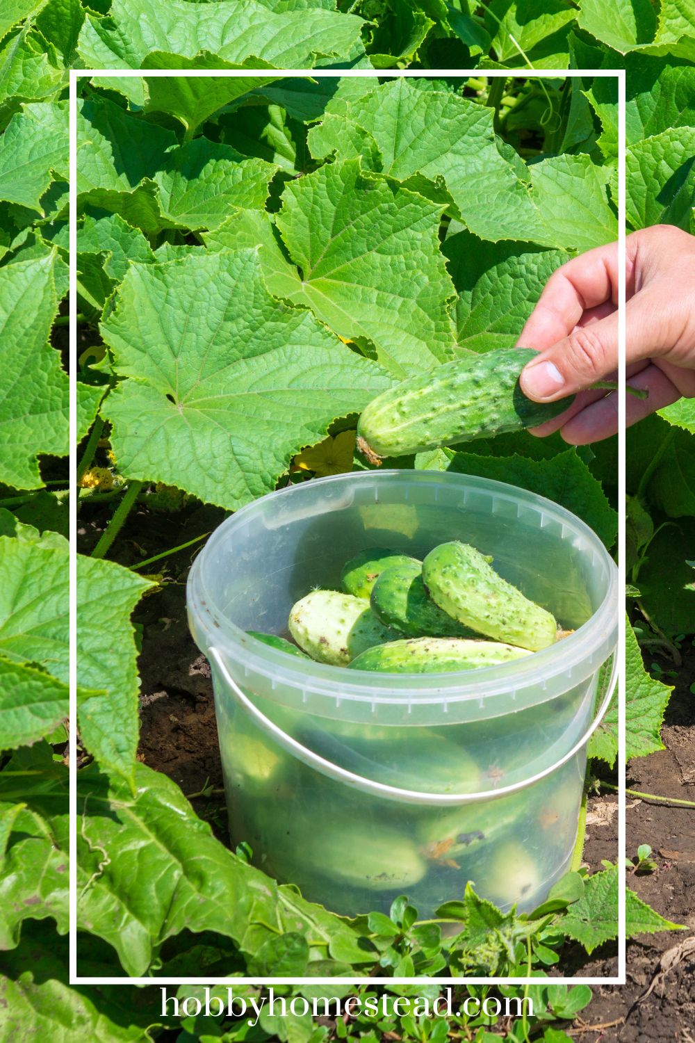 Why Are My Cucumbers Bitter? Causes and Solutions - Hobby Homestead