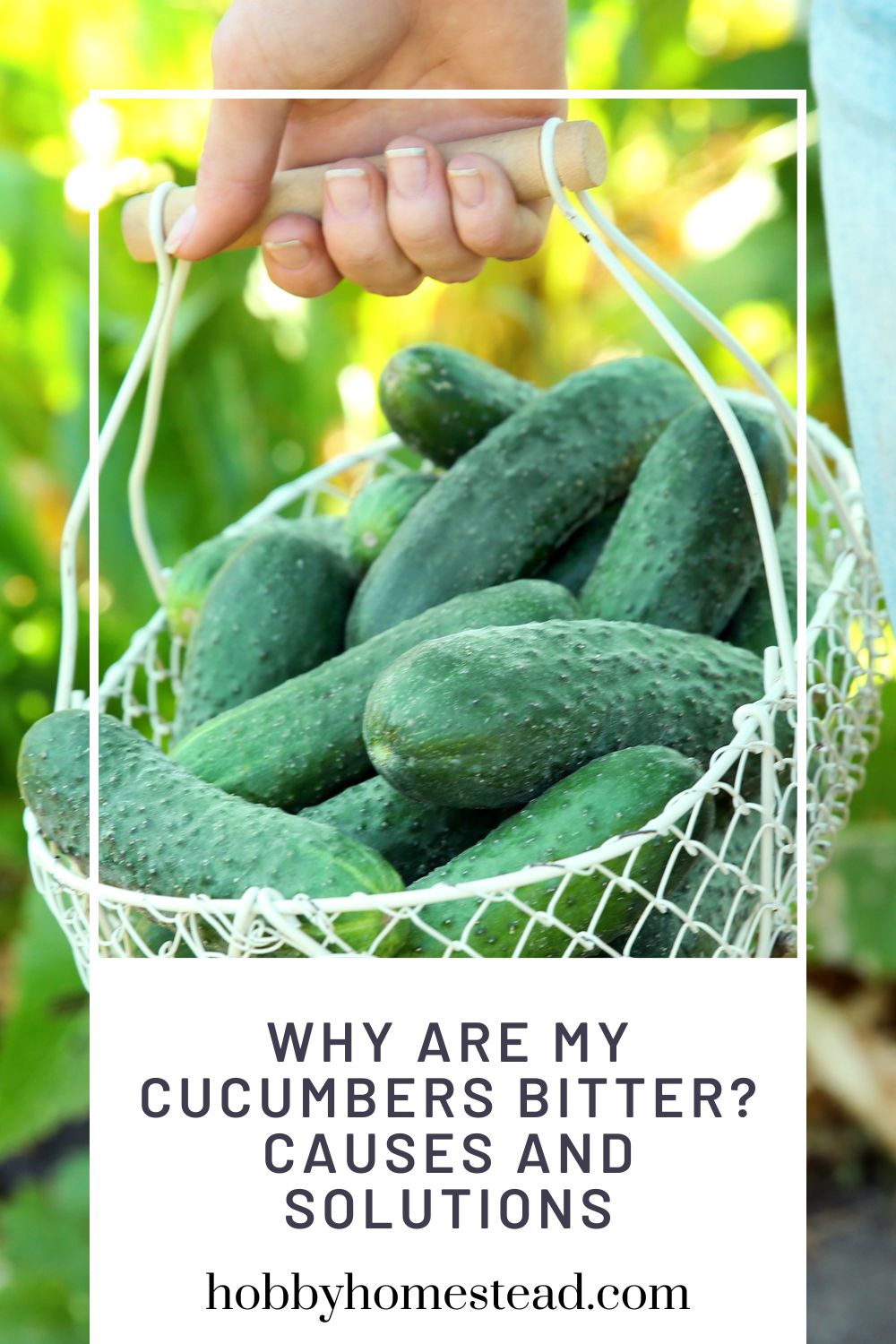 Why Are My Cucumbers Bitter? Causes and Solutions - Hobby Homestead