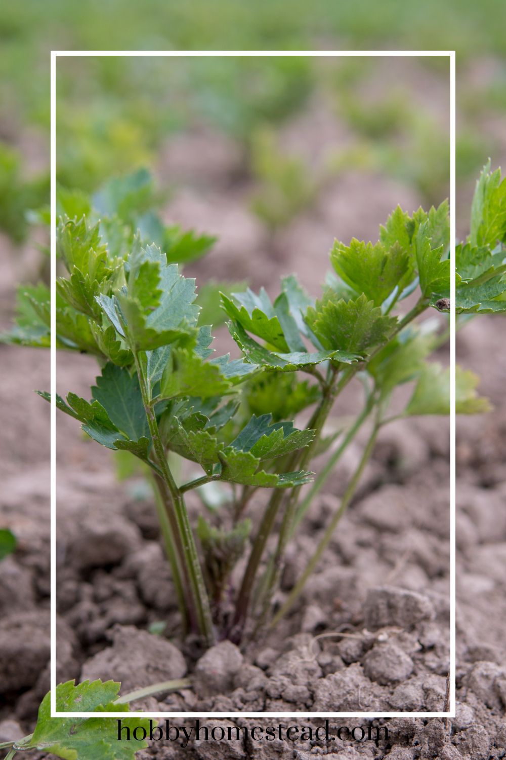 Complete Guide to Growing Celery: From Seed to Stalk - Hobby Homestead