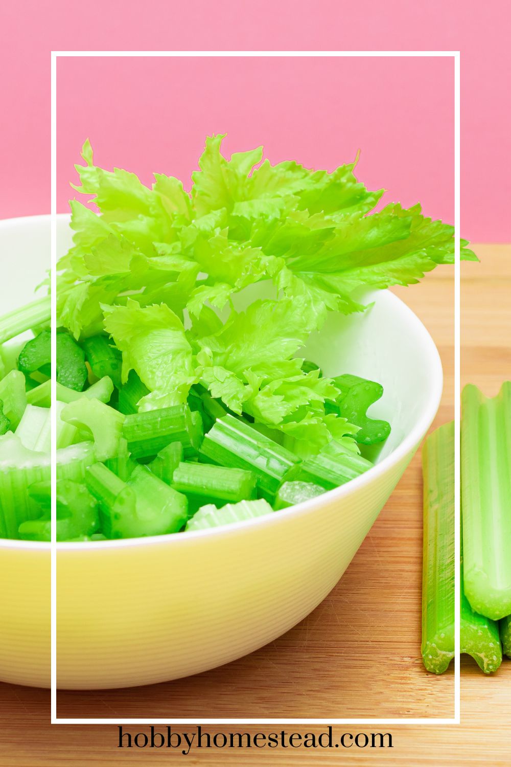 Complete Guide to Growing Celery: From Seed to Stalk - Hobby Homestead