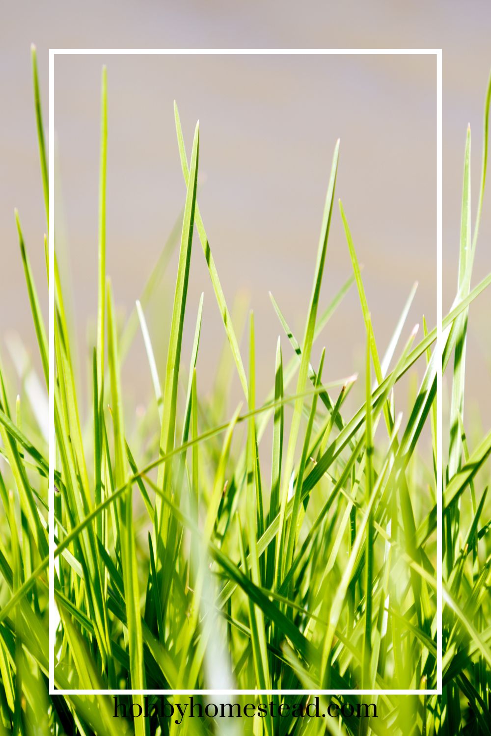 How Long Does it Take for Grass Seed to Grow - Hobby Homestead