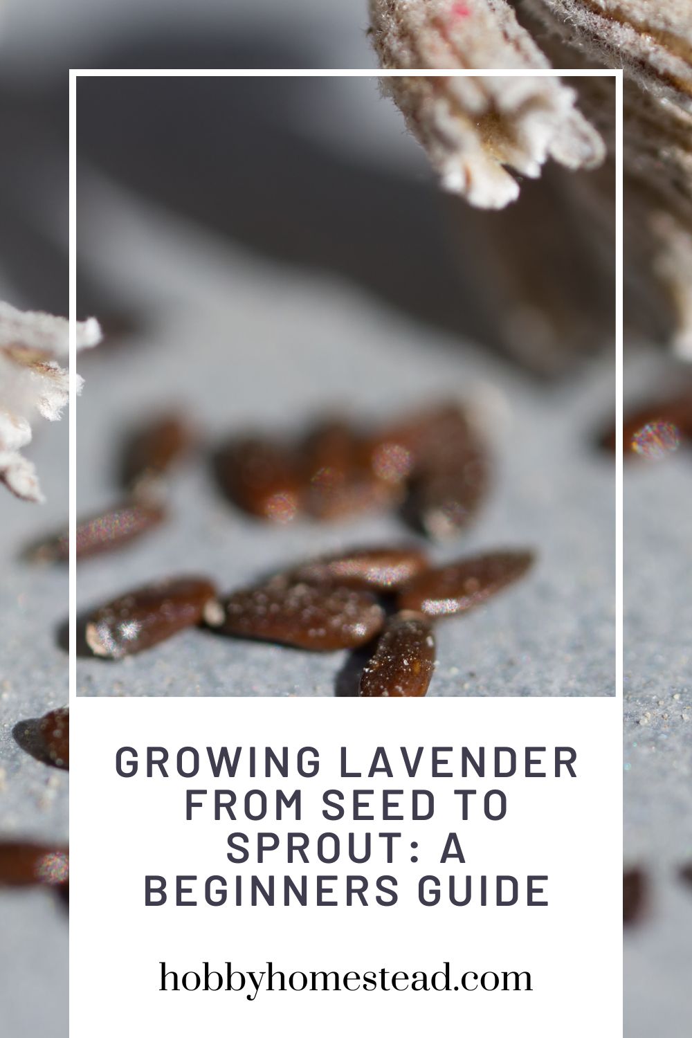 Growing Lavender from Seed to Sprout: A Beginners Guide - Hobby Homestead