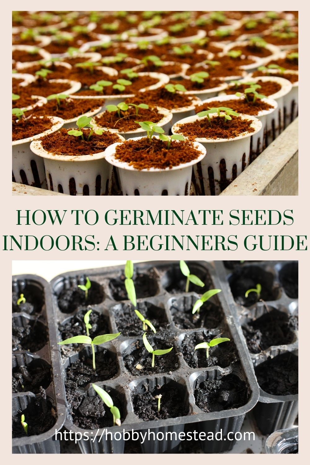 How to Germinate Seeds Indoors: A Beginners Guide - Hobby Homestead