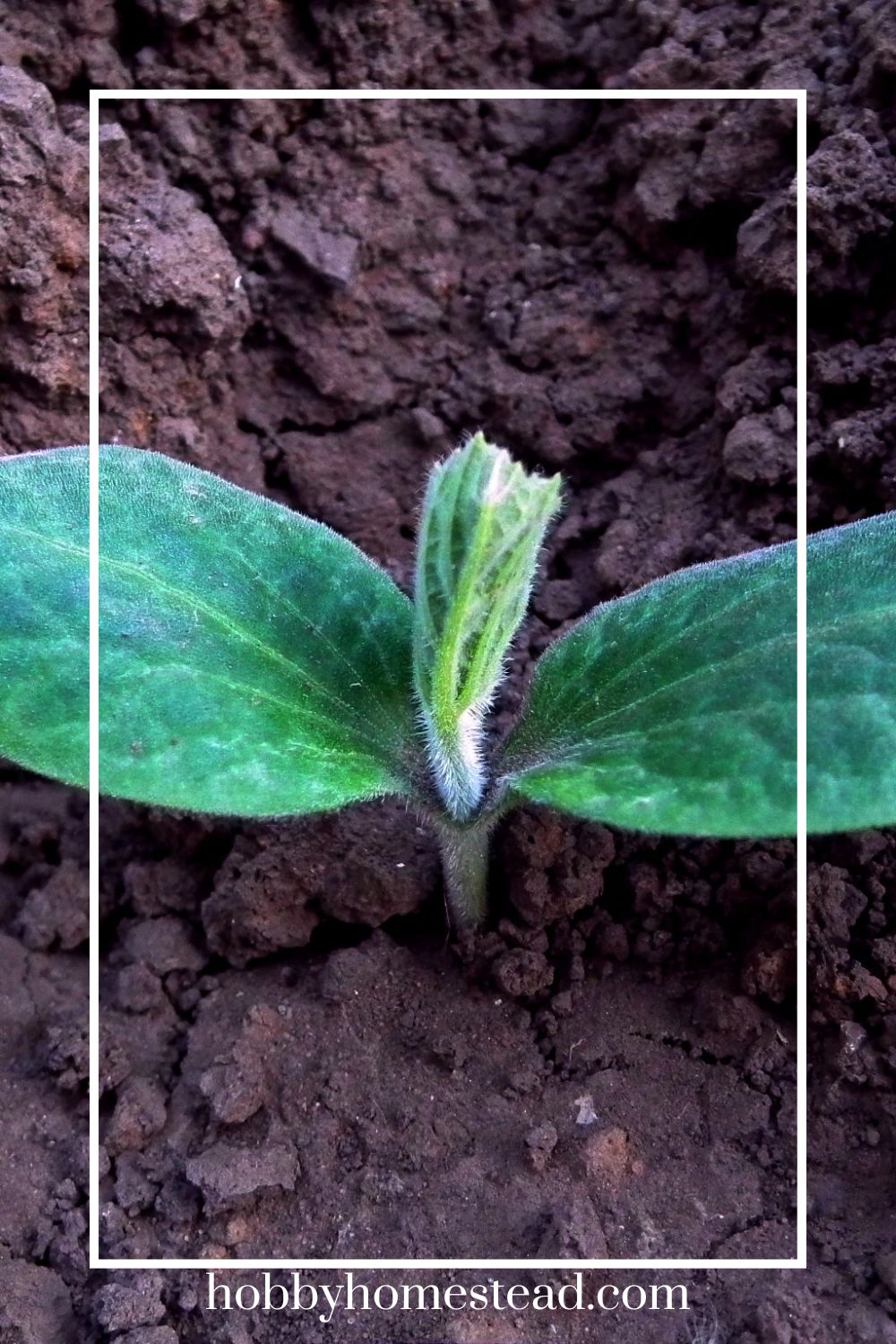 How Long Does It Take for a Seed to Grow: Germination - Hobby Homestead