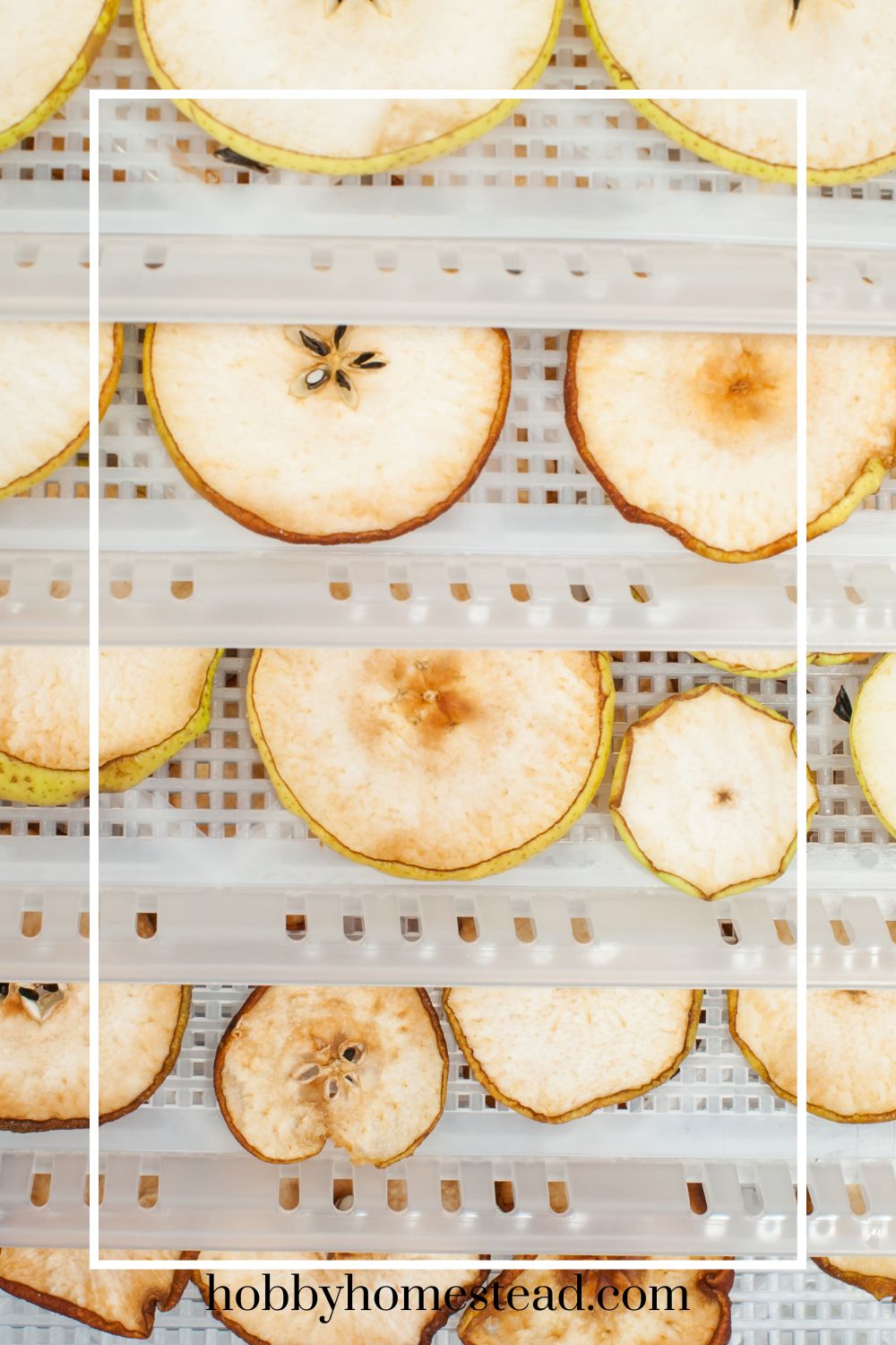 How to Dehydrate Apples at Home 3 Easy Methods - Hobby Homestead