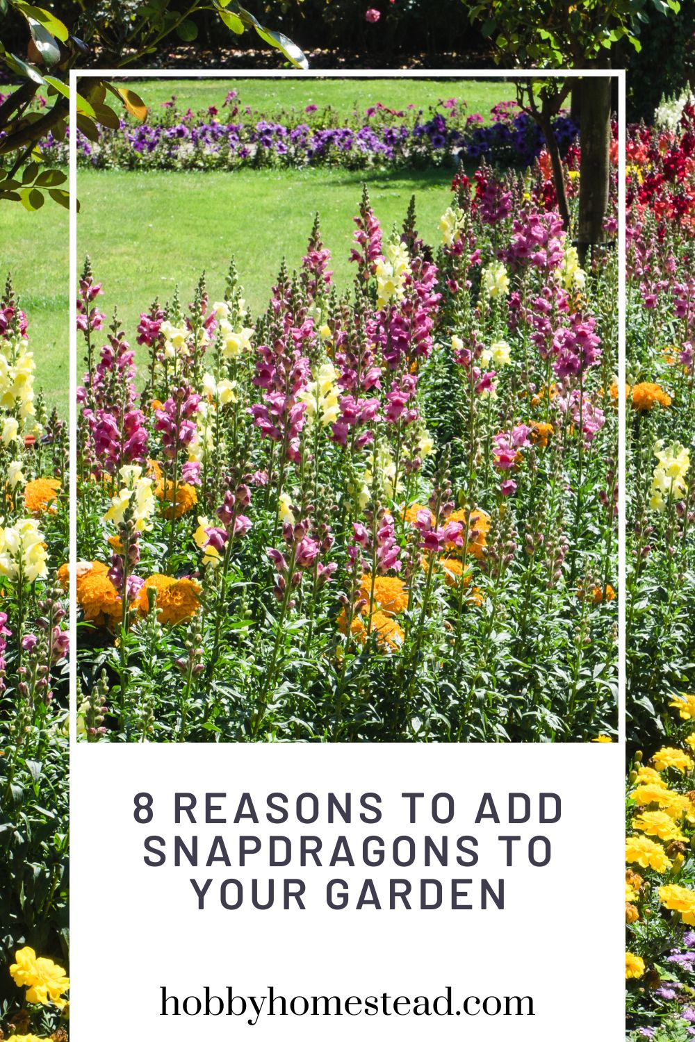 8 Reasons to Add Snapdragons to Your Garden - Hobby Homestead