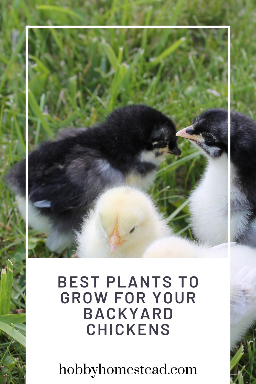 Best Plants to Grow for Your Backyard Chickens - Hobby Homestead