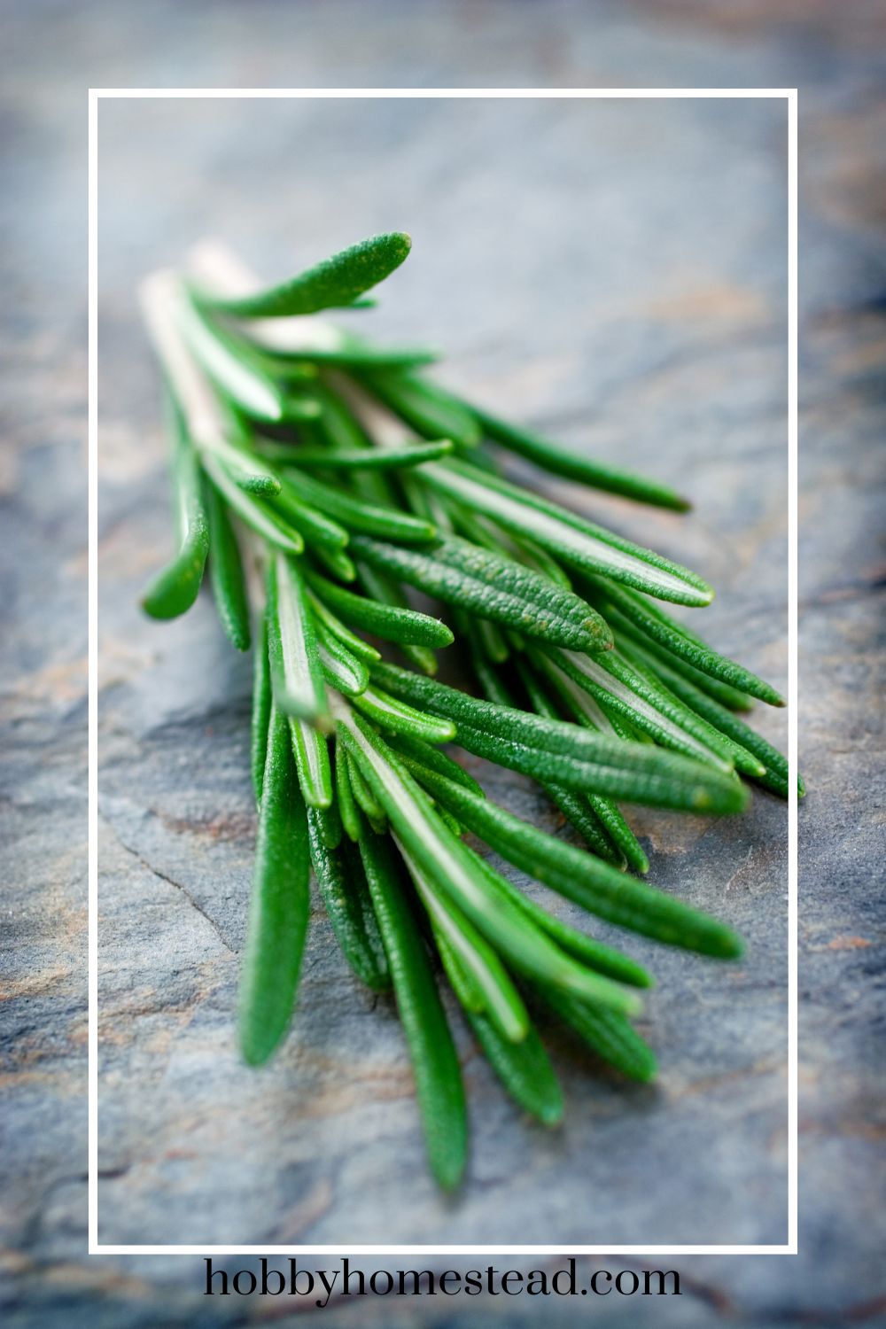 Grow Rosemary from Seeds, Cuttings, or Store-Bought - Hobby Homestead