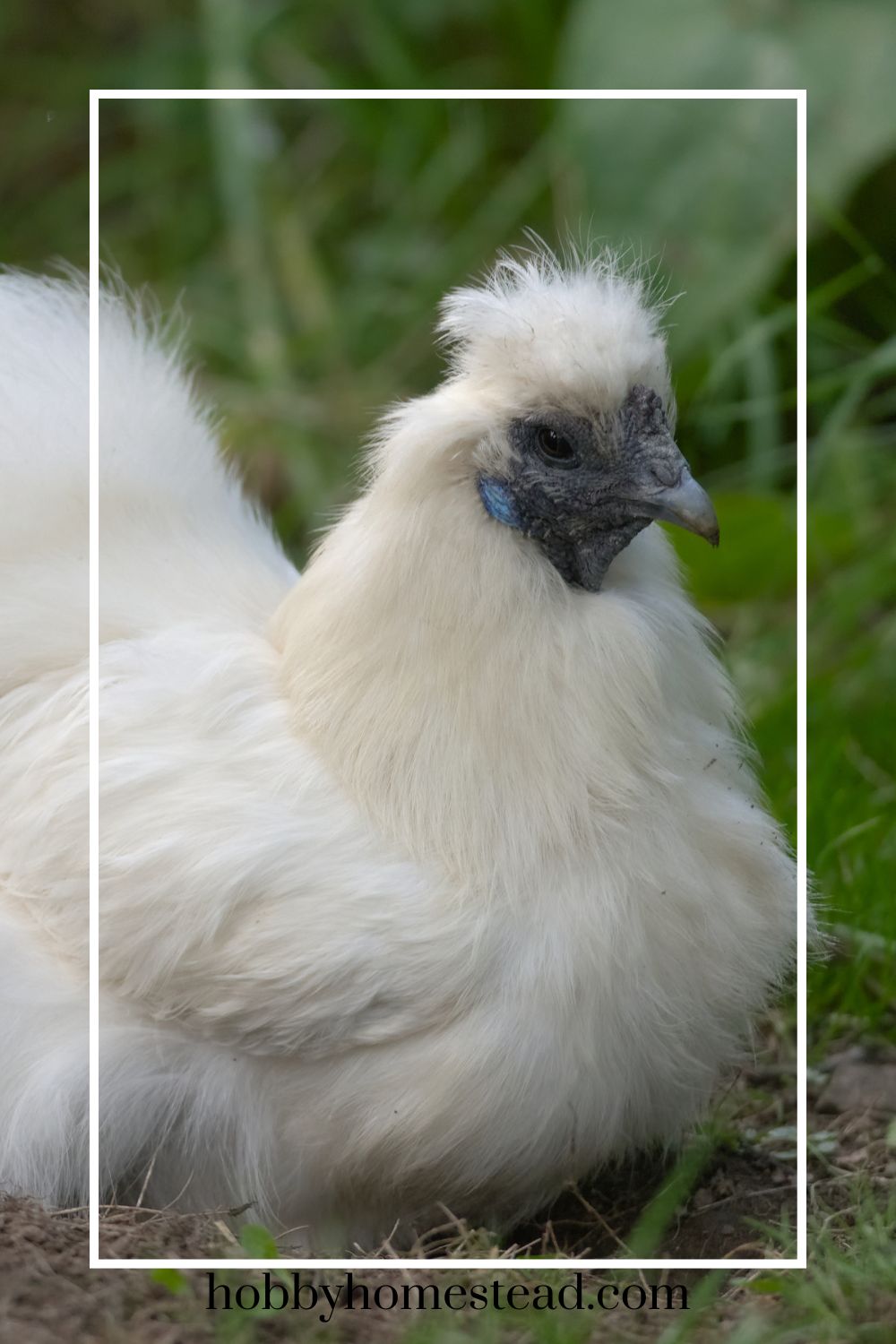 Ultimate Dust Bath: Essential for Happy Chickens - Hobby Homestead