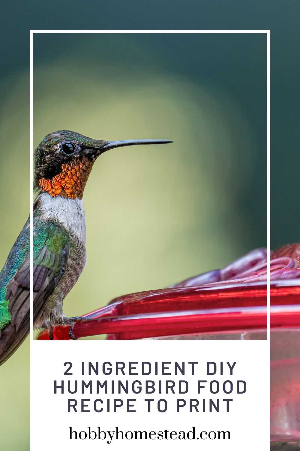 2 Ingredient DIY Hummingbird Food Recipe to Print - Hobby Homestead