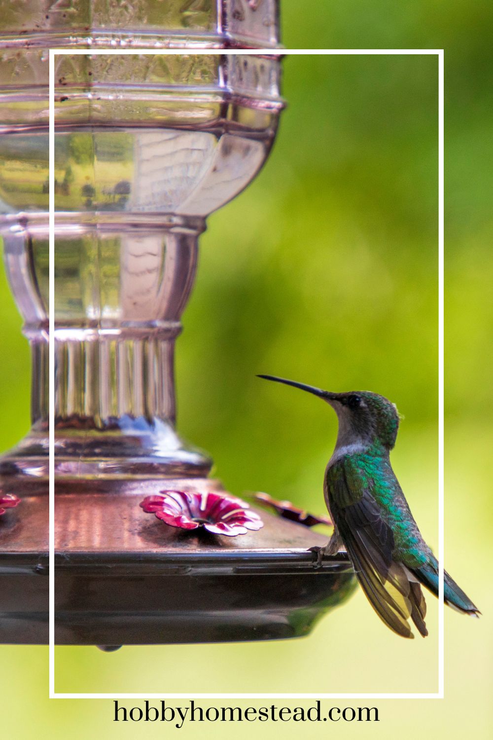 2 Ingredient DIY Hummingbird Food Recipe to Print - Hobby Homestead