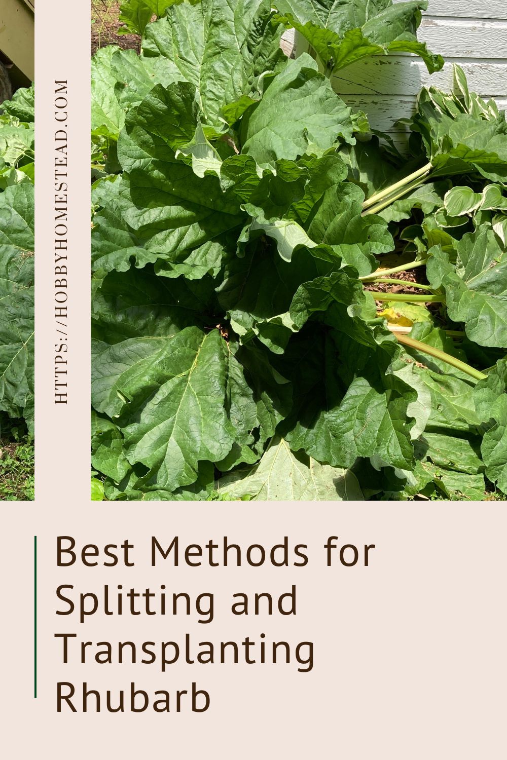 Best Methods for Splitting and Transplanting Rhubarb - Hobby Homestead