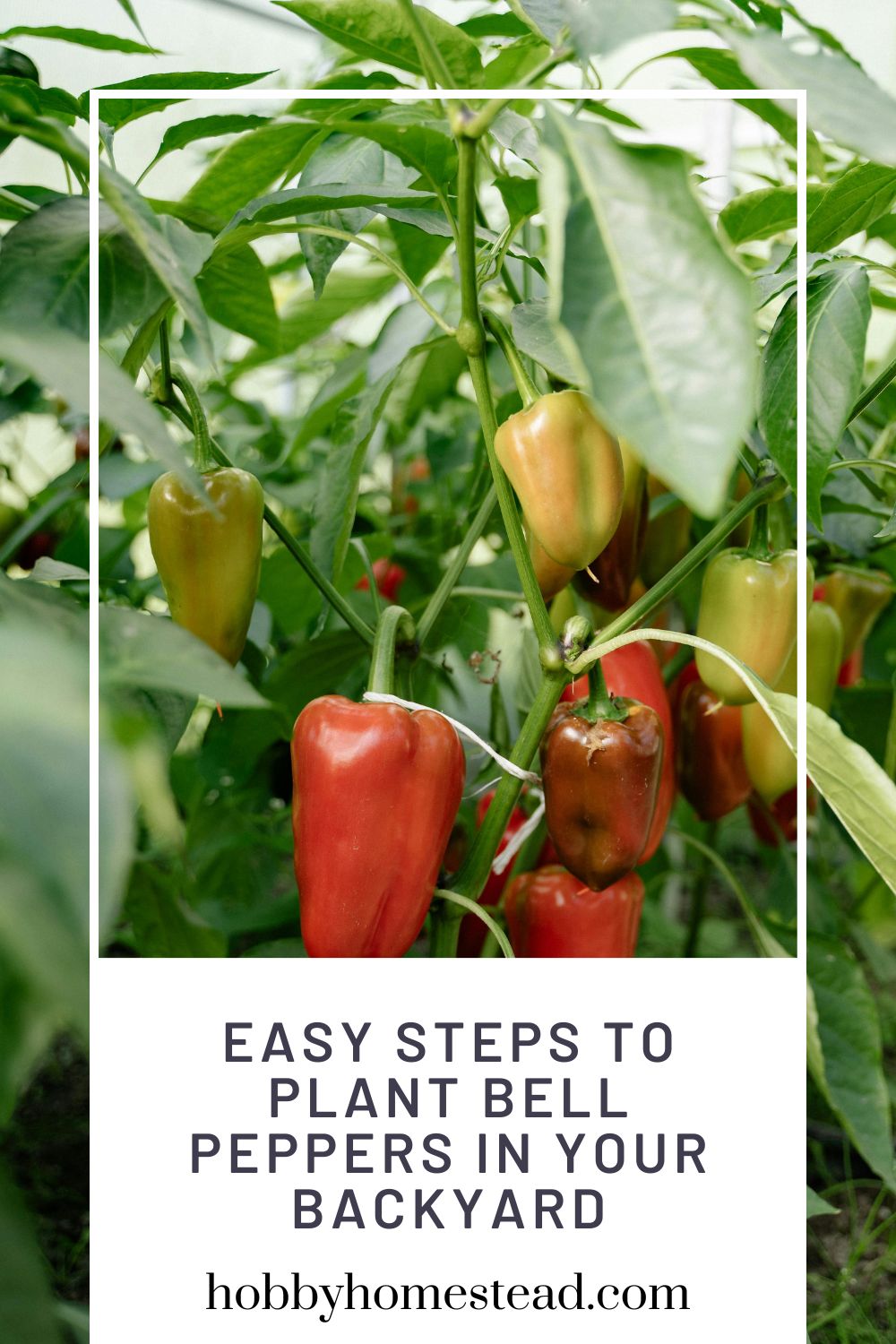 Easy Steps to Plant Bell Peppers in Your Backyard - Hobby Homestead