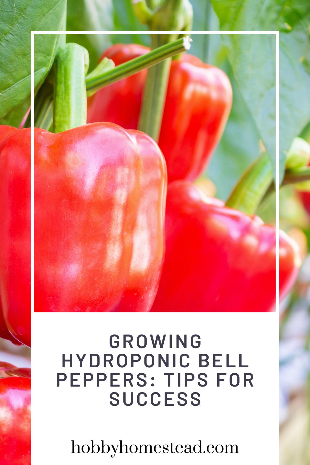 Growing Hydroponic Bell Peppers: Tips for Success - Hobby Homestead