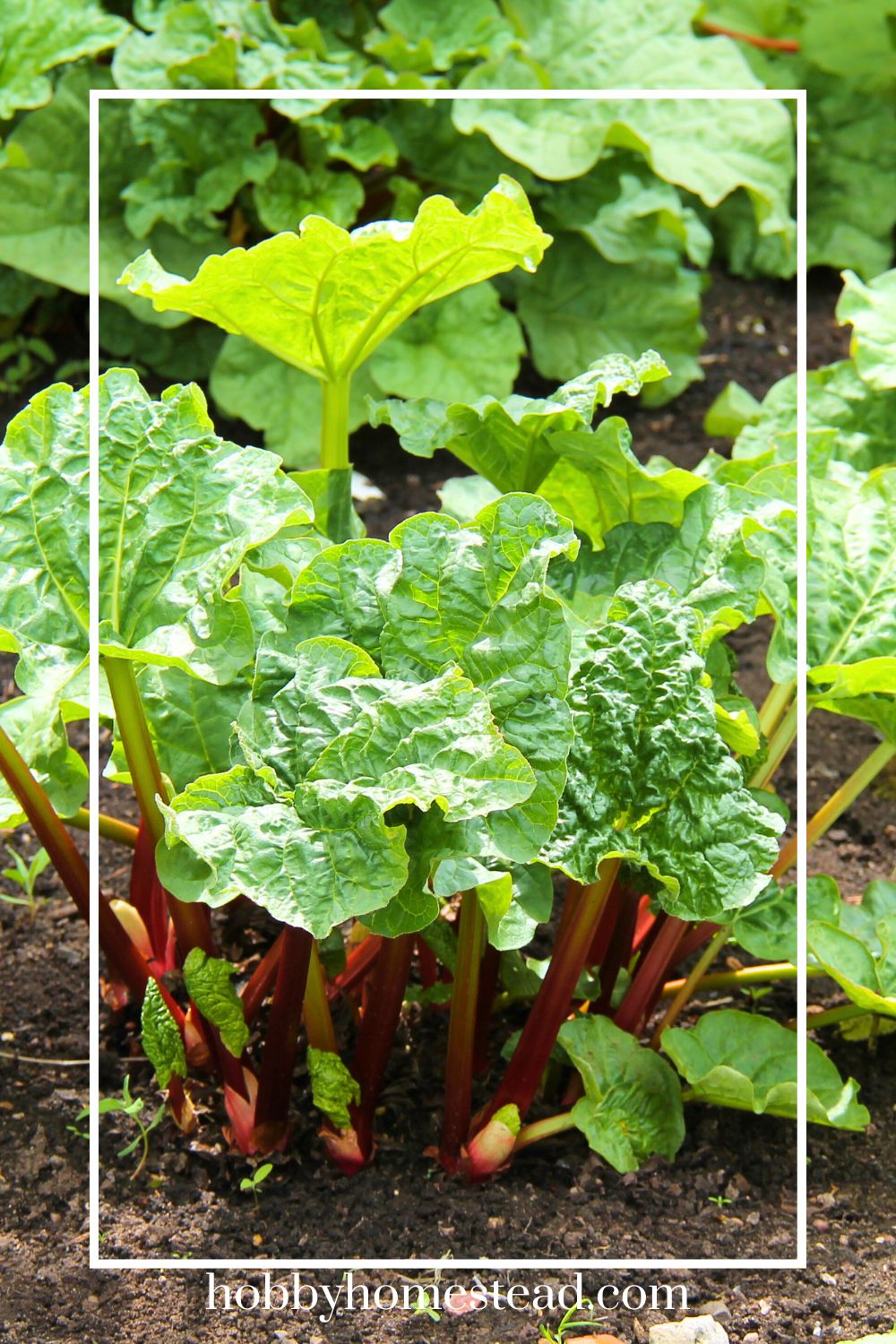 Best Methods for Splitting and Transplanting Rhubarb - Hobby Homestead