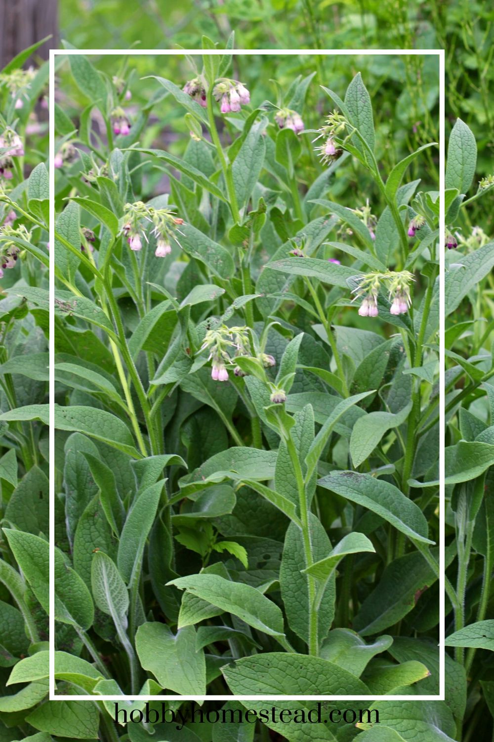 Easy Homemade Comfrey Salve Recipe to Make at Home - Hobby Homestead