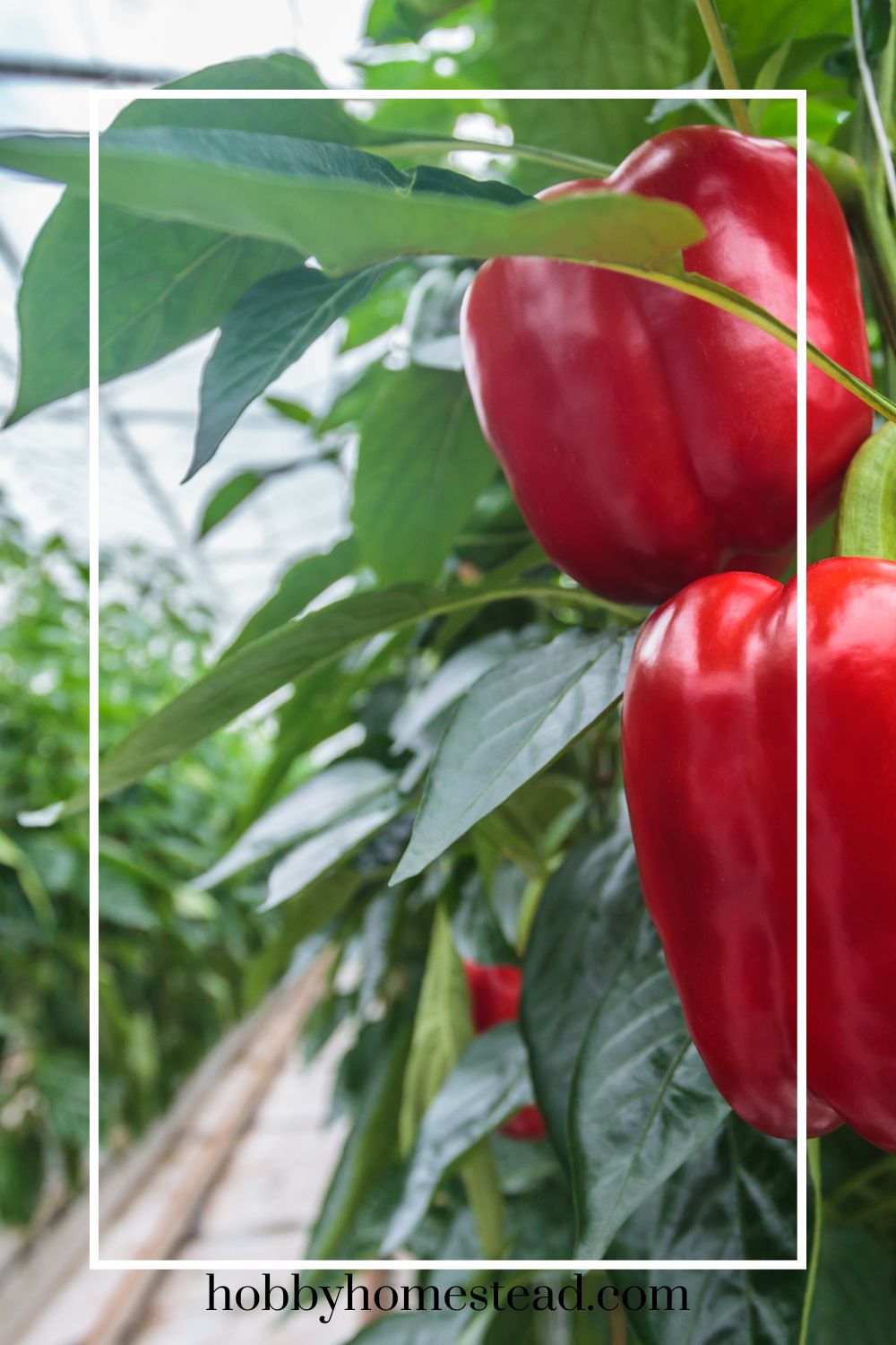 Growing Hydroponic Bell Peppers: Tips for Success - Hobby Homestead